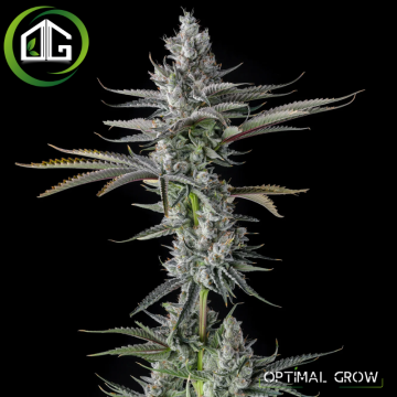 Compound Genetics Graines de cannabis: Exclusivité chez Optimal Grow